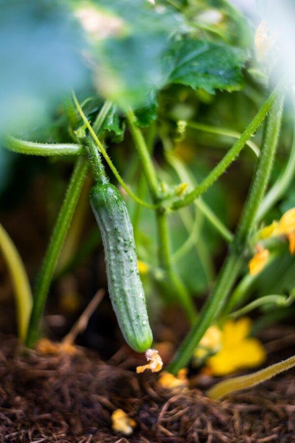 Semis de Concombres : Guide Complet pour Réussir vos Plants - Semences ...